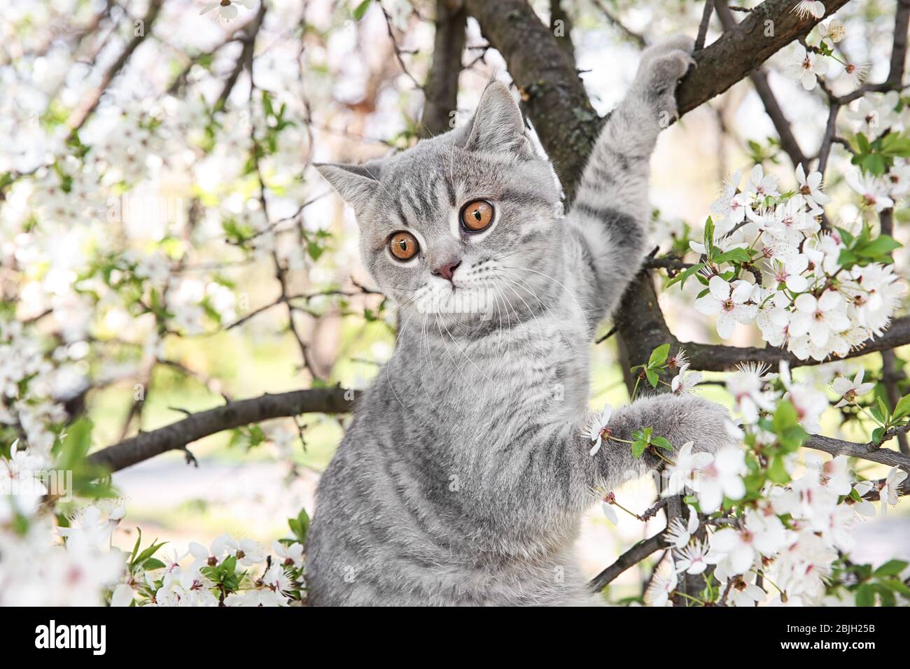 Cute cat on blossoming tree outdoors Stock Photo - Alamy