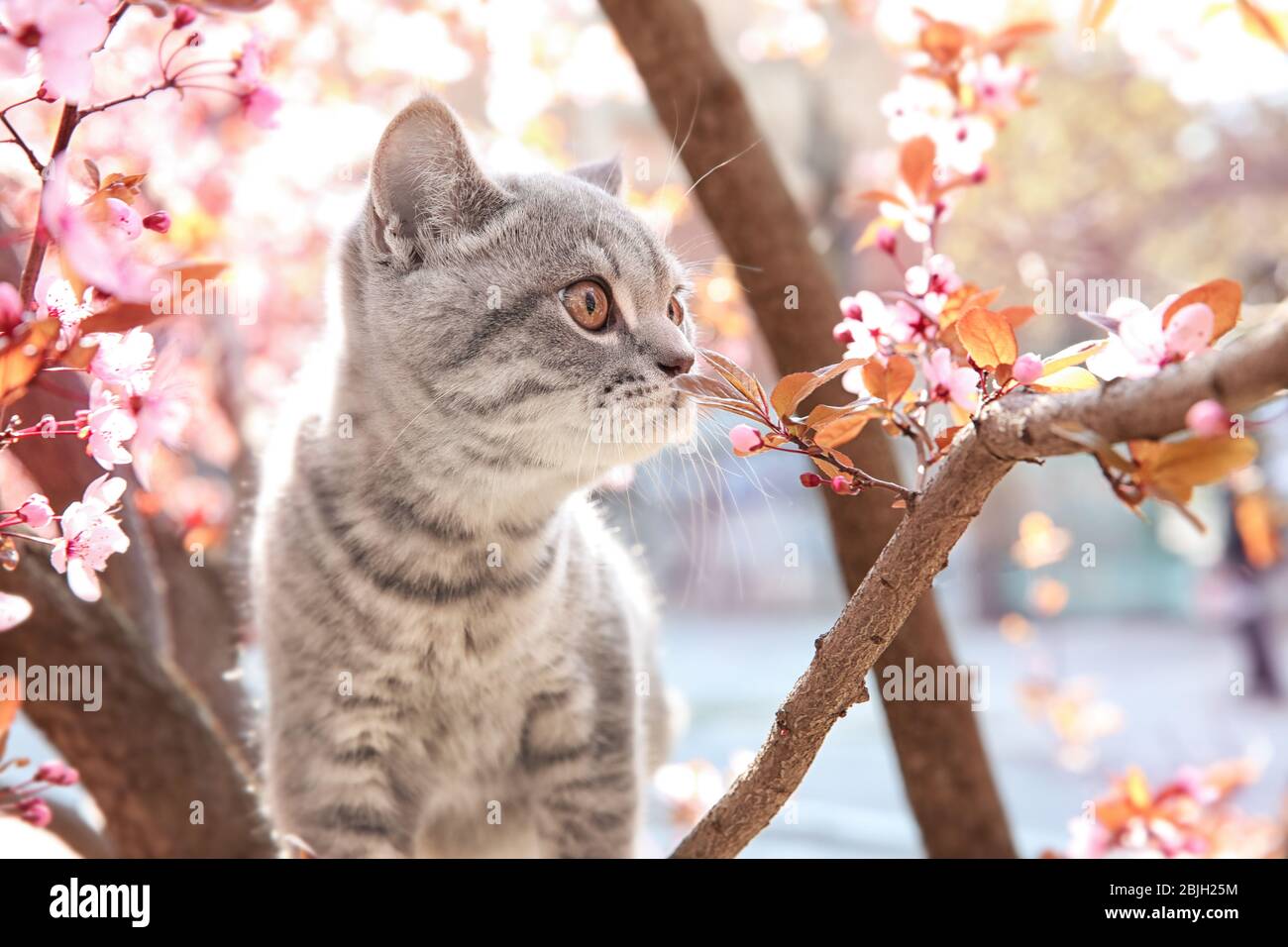 Domestic cat cherry tree hi-res stock photography and images - Alamy