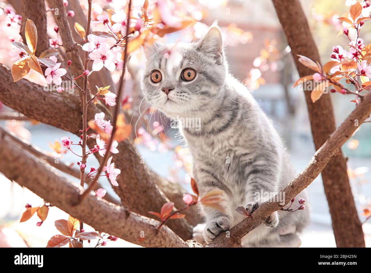 Domestic cat cherry tree hi-res stock photography and images - Alamy