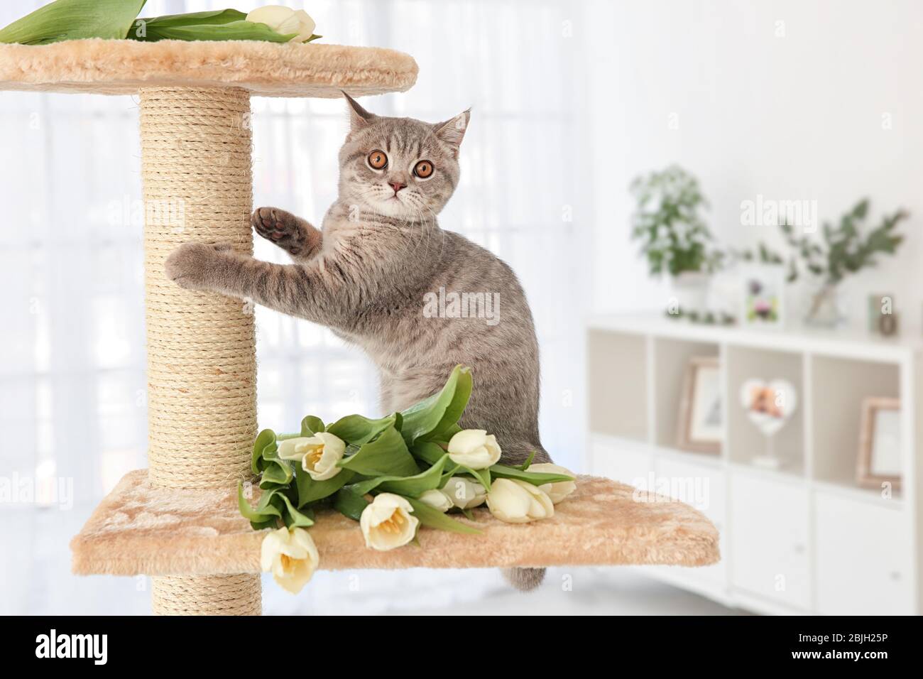 Cute cat sharpening claws on tree with tulips in light room Stock Photo ...