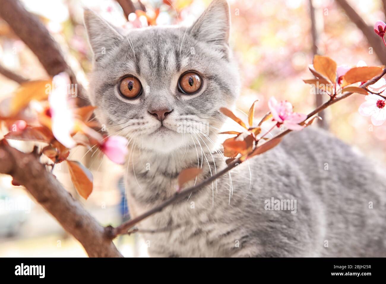 Domestic cat cherry tree hi-res stock photography and images - Alamy