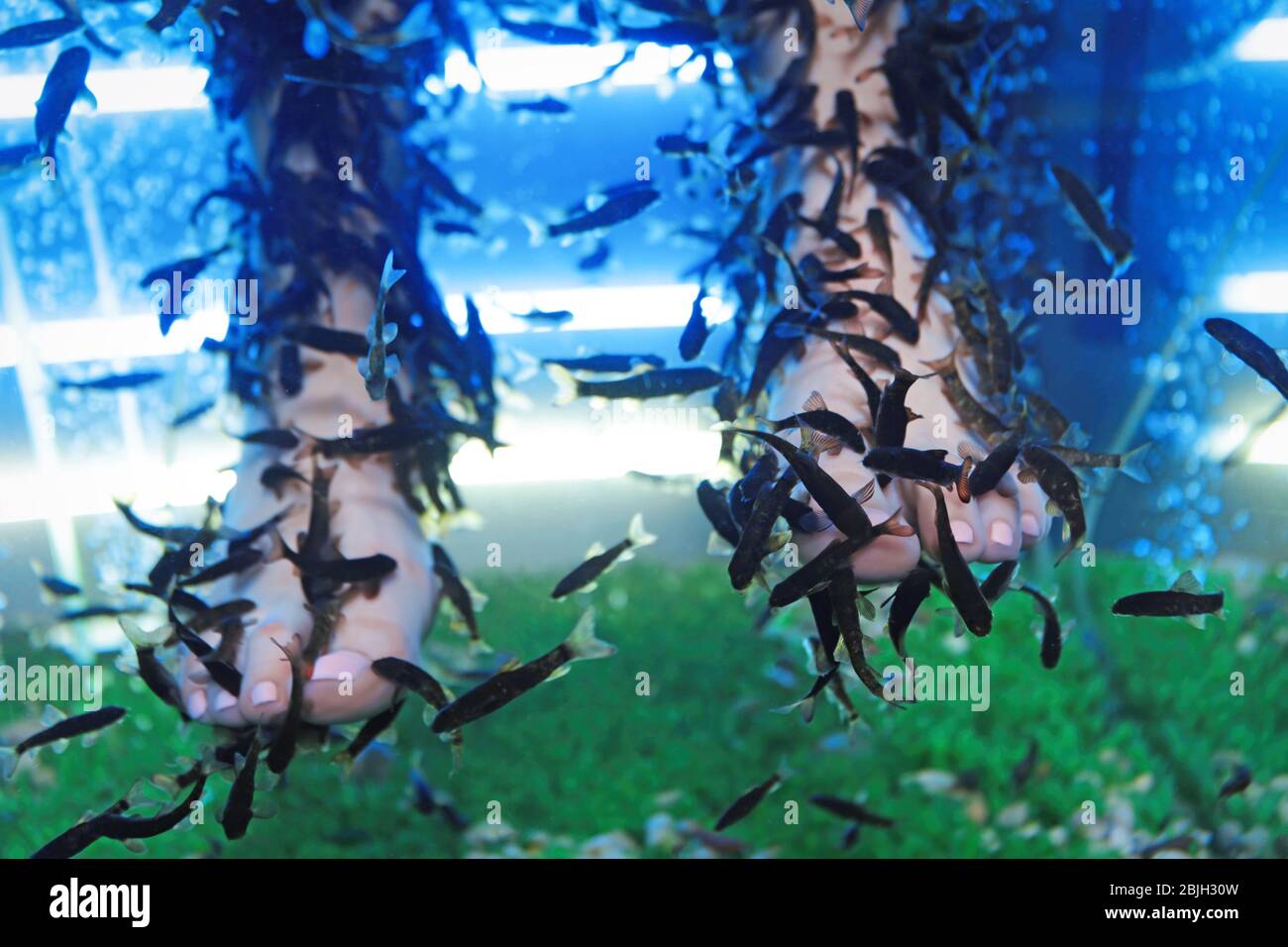 Young woman in beauty salon. Fish pedicure as new modern spa treatment ...