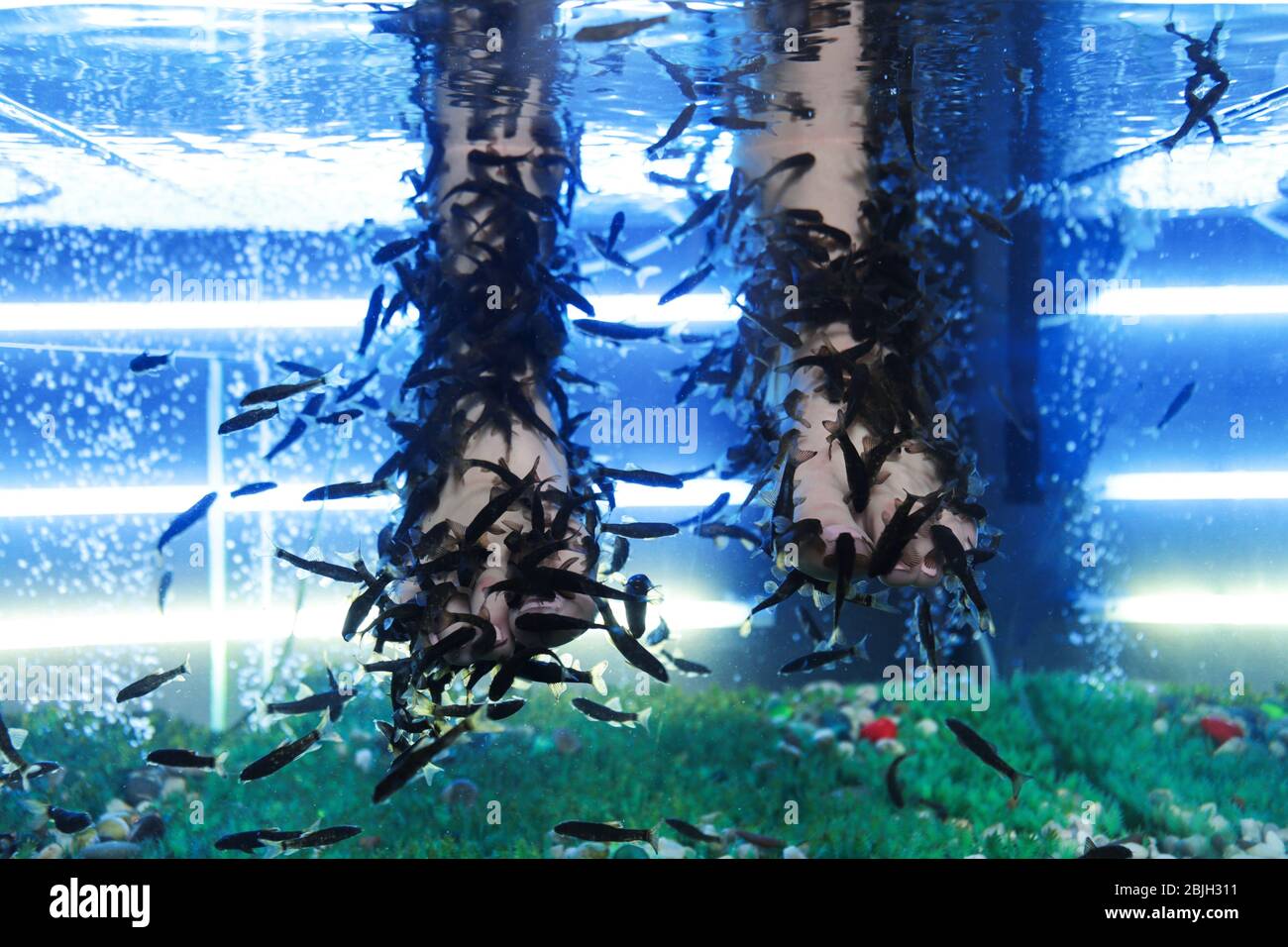 Young woman in beauty salon. Fish pedicure as new modern spa treatment ...