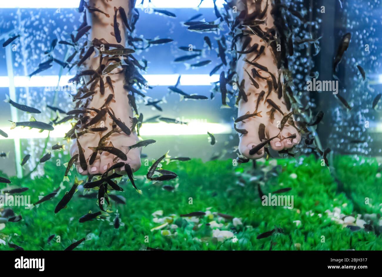 Young woman in beauty salon. Fish pedicure as new modern spa treatment ...