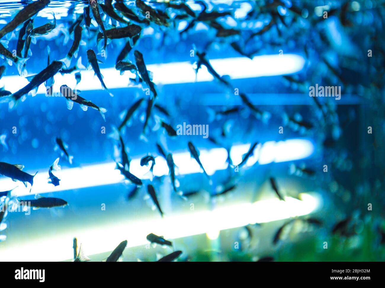 Aquarium with fish for pedicure in modern beauty salon Stock Photo - Alamy