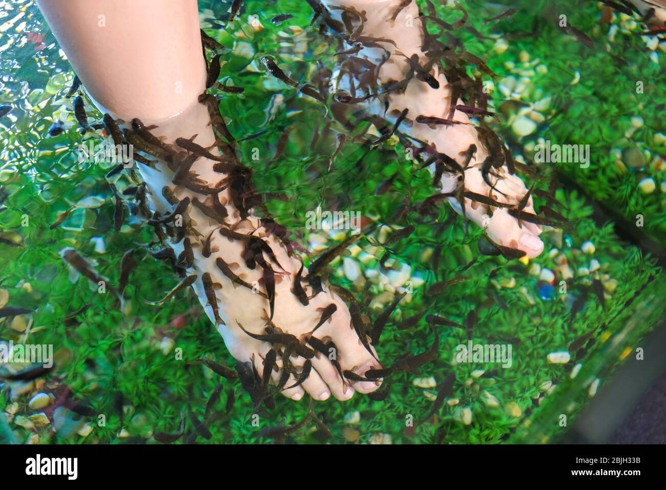 Young woman in beauty salon. Fish pedicure as new modern spa treatment ...