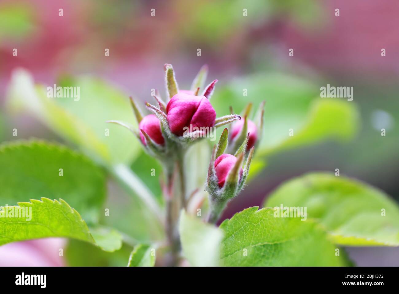 Unopened flower buds on blurred background Stock Photo - Alamy
