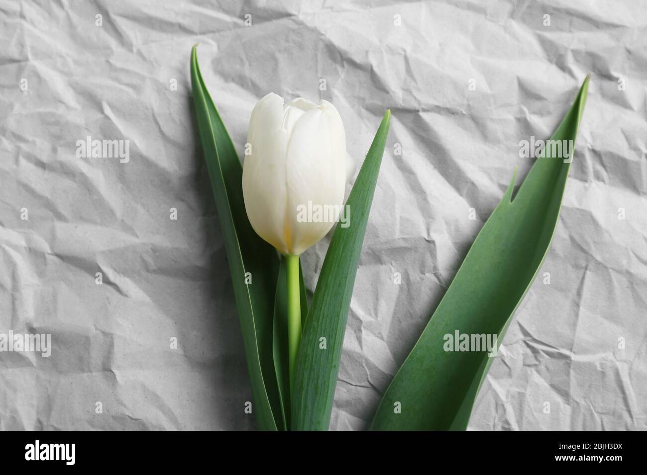 Beautiful flower of tulip on paper background Stock Photo - Alamy