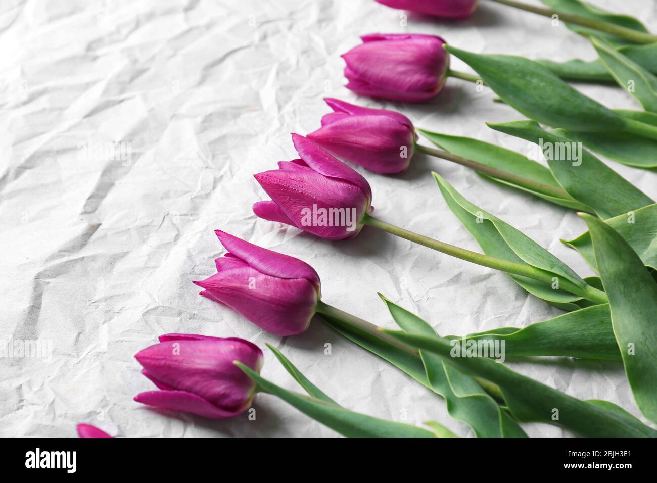 Beautiful tulips on paper background Stock Photo - Alamy