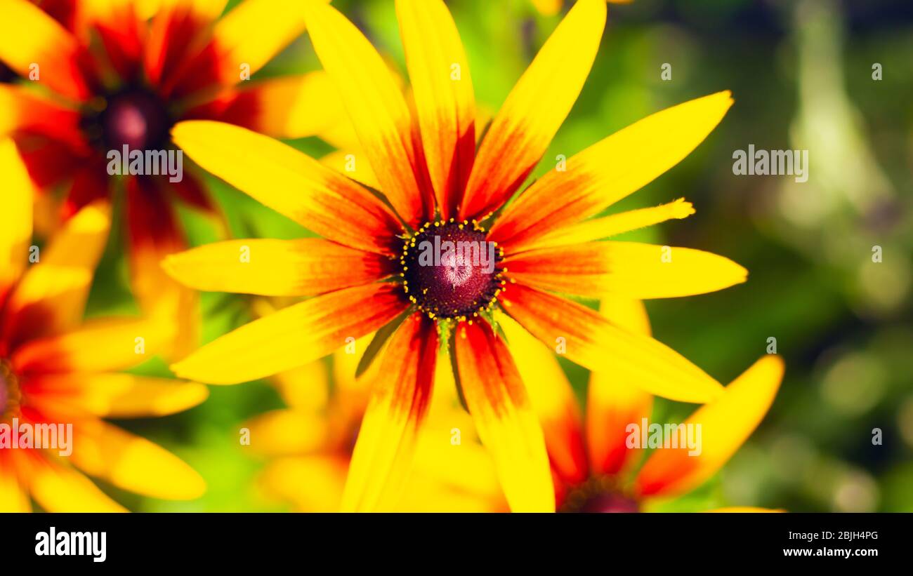 chrysanthemum close-up, spring flowers yellow red color, plants for ...