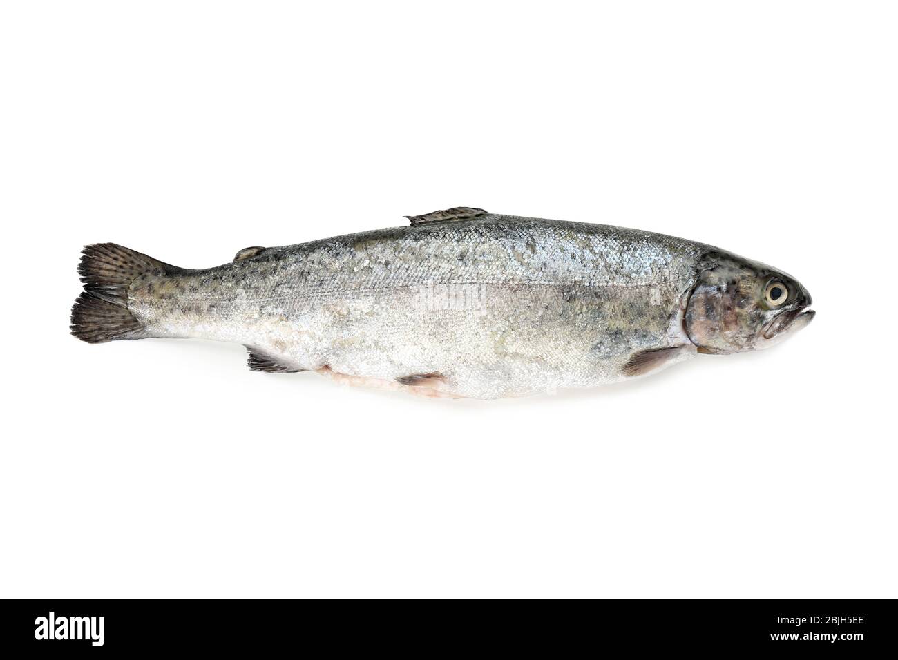 Fresh trout fish on white background Stock Photo - Alamy