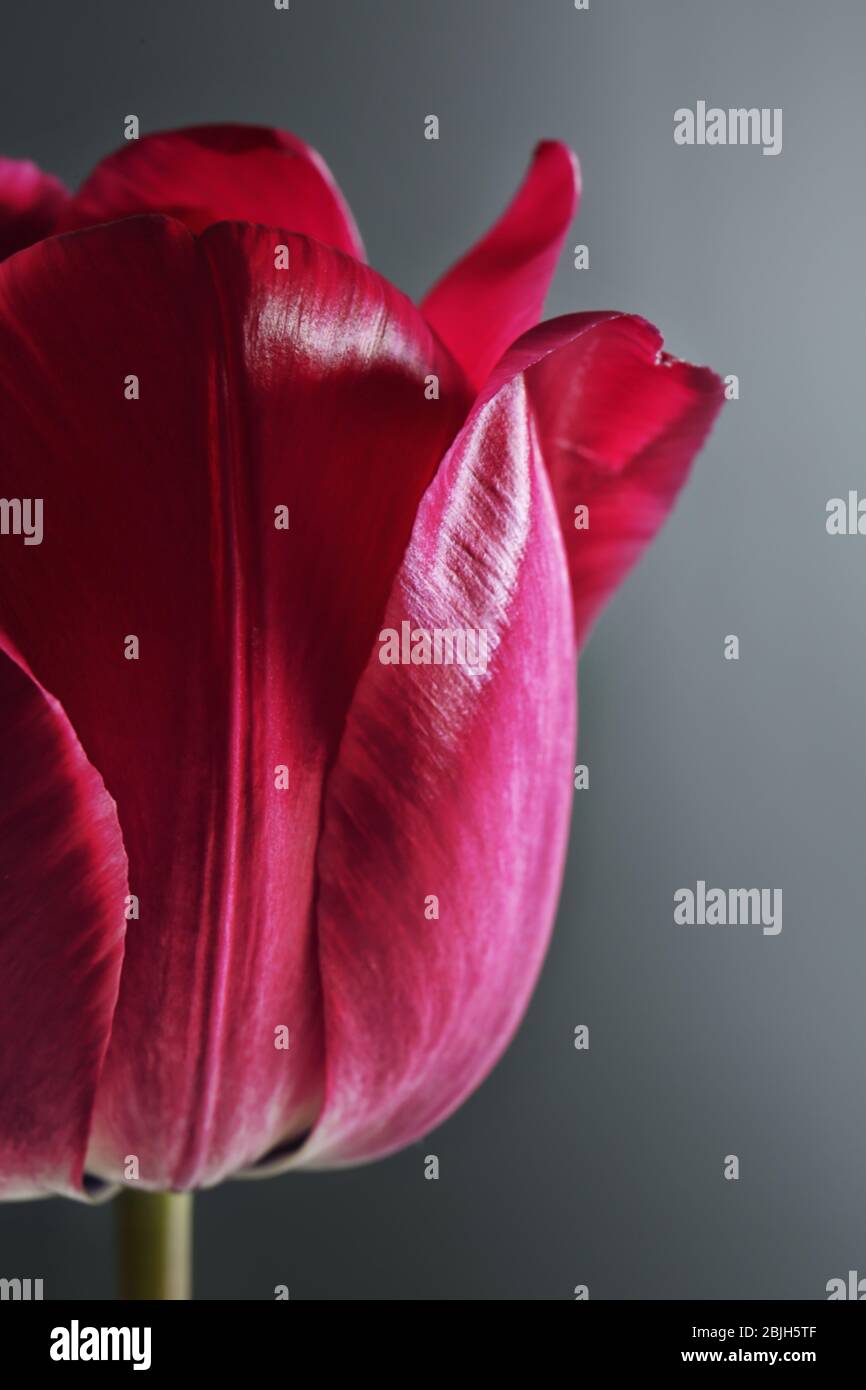 Beautiful tulip flower on gray background, closeup Stock Photo - Alamy