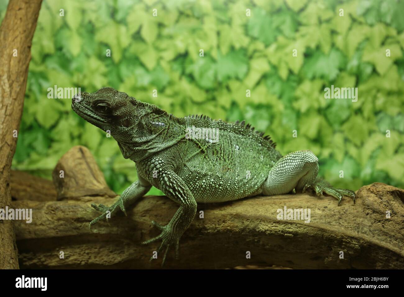 Iguana in zoological garden Stock Photo - Alamy
