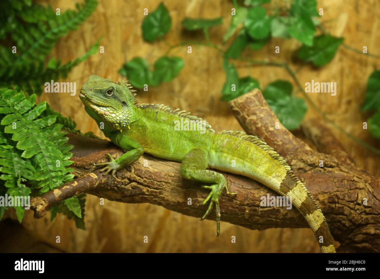 Iguana in zoological garden Stock Photo - Alamy