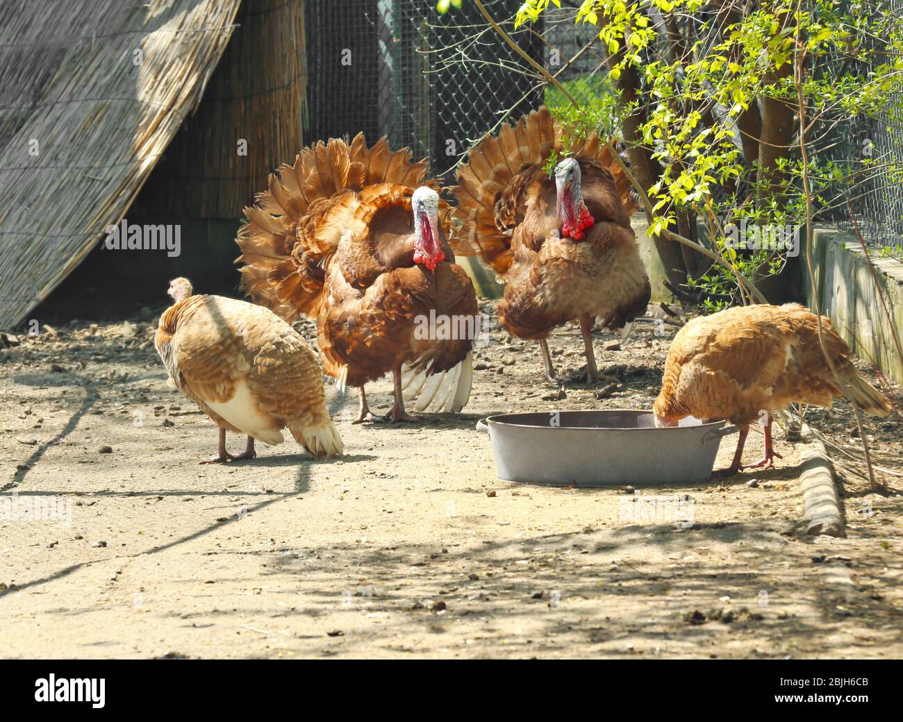 Funny turkeys in zoological garden Stock Photo - Alamy