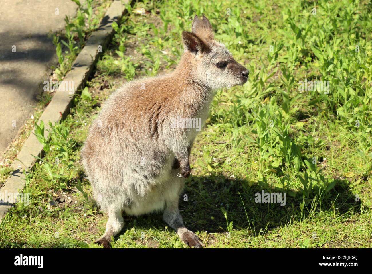 Cute funny kangaroo in zoological garden Stock Photo - Alamy