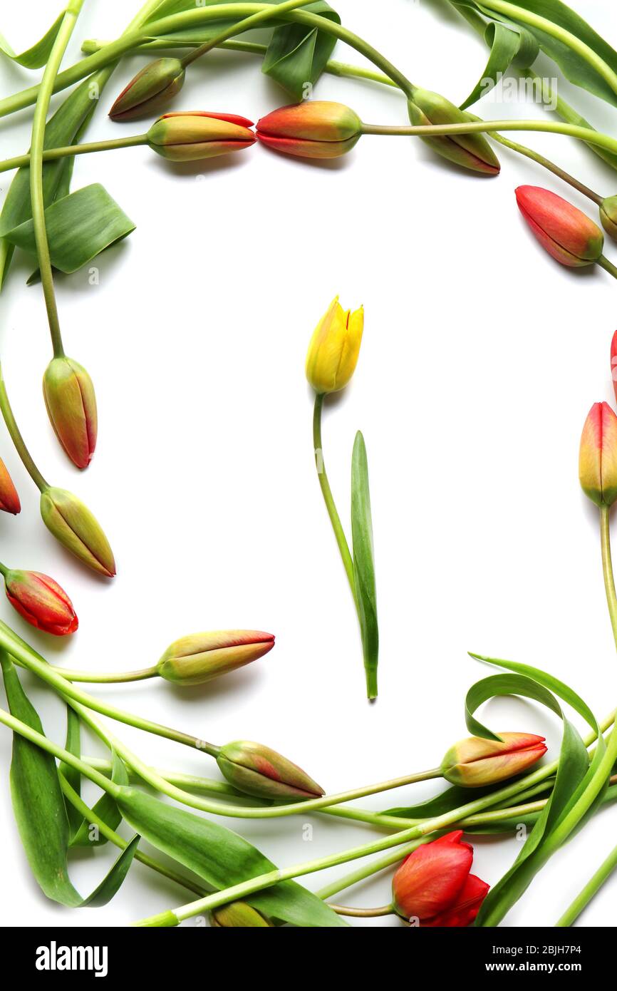 Frame made of beautiful tulips on white background Stock Photo - Alamy