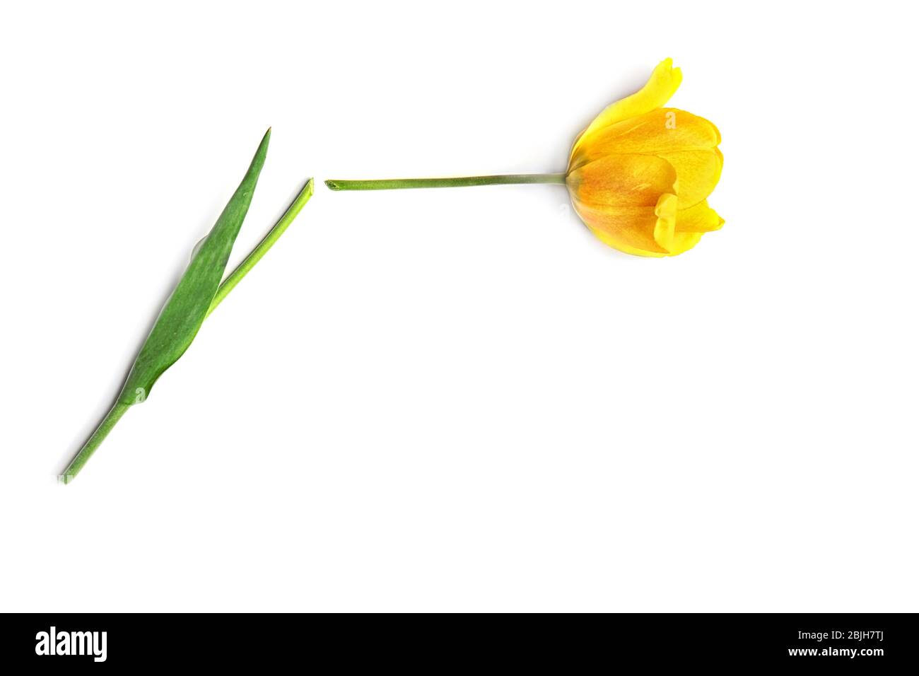 Beautiful broken tulip flower on white background Stock Photo - Alamy
