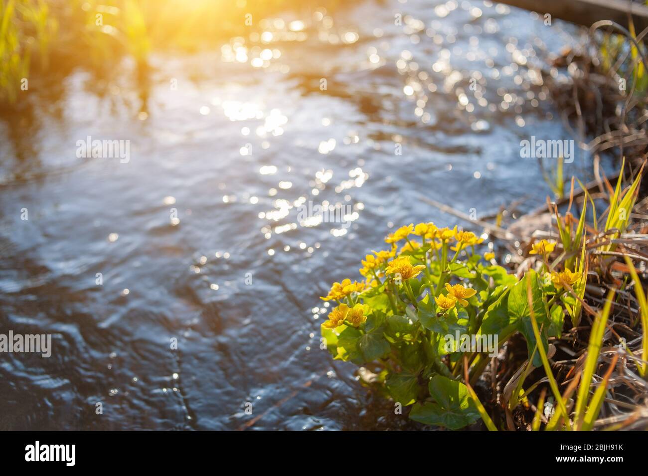 Yellow wild flowers growing in water swamp. Yellow wildflowers on a ...