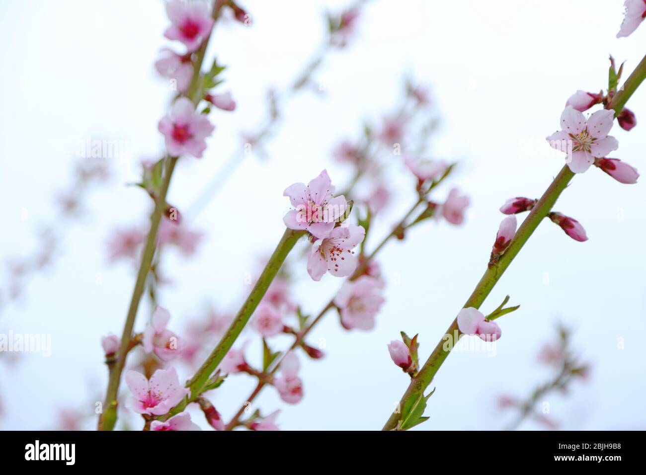 Branches of blossoming fruit tree on white background Stock Photo - Alamy