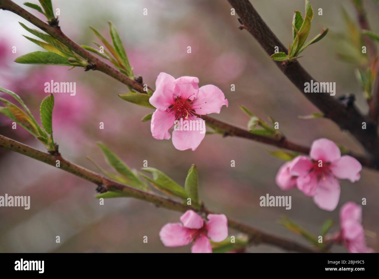 Branches of blossoming fruit tree on blurred background Stock Photo - Alamy