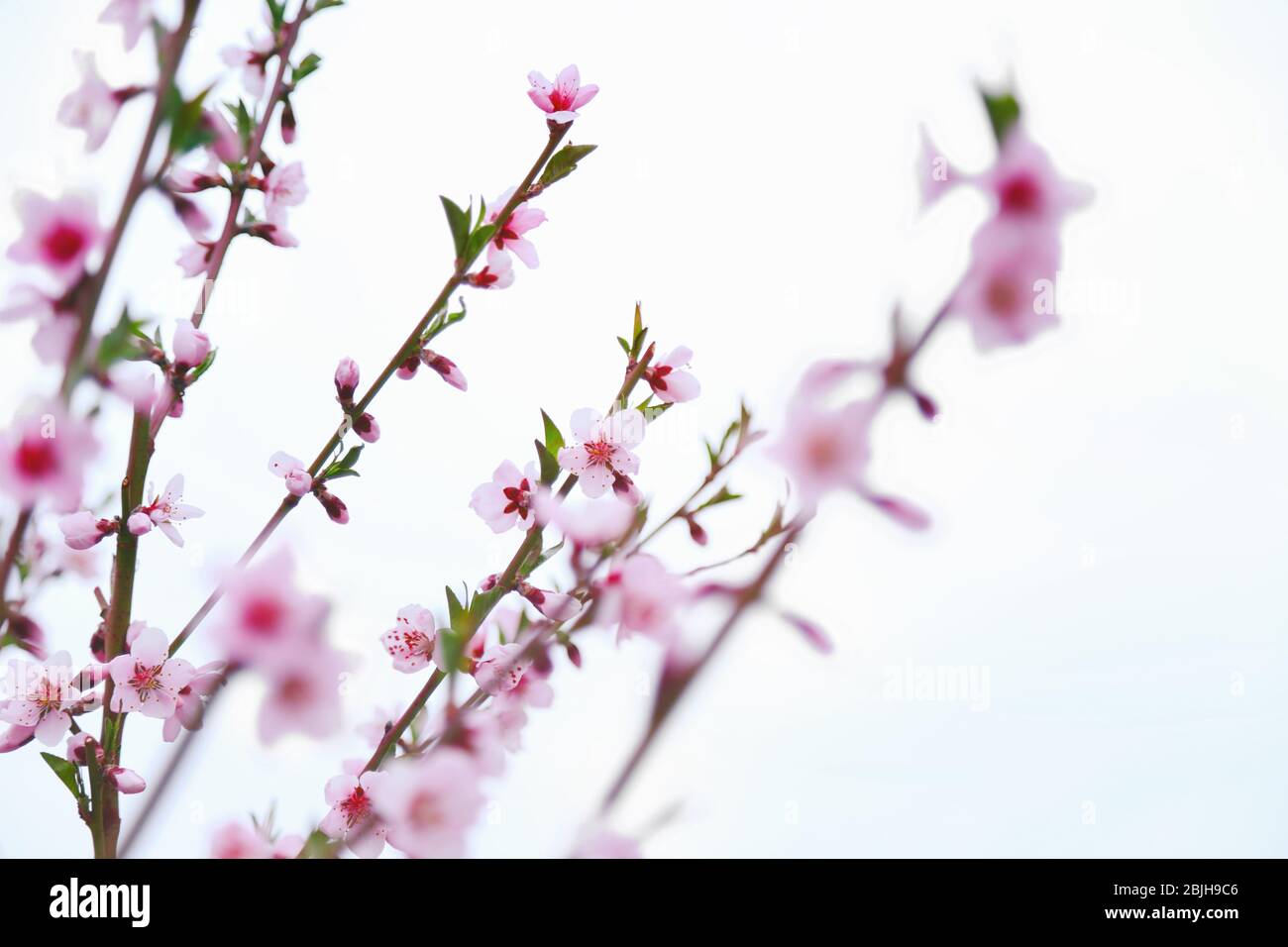 Branches of blossoming fruit tree on white background Stock Photo - Alamy