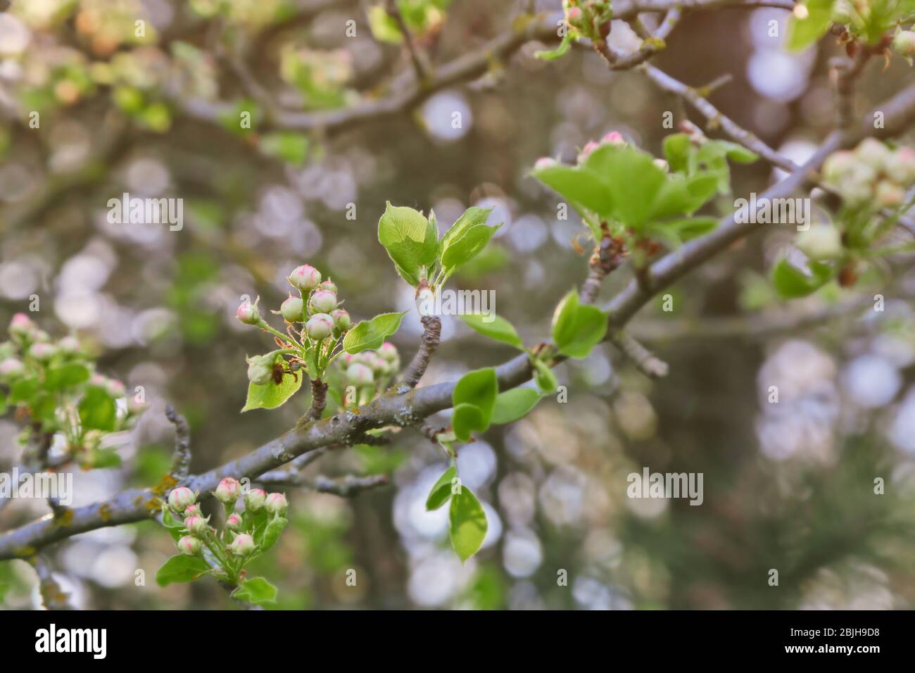 Tree branch with unopened flower buds on blurred background Stock Photo ...