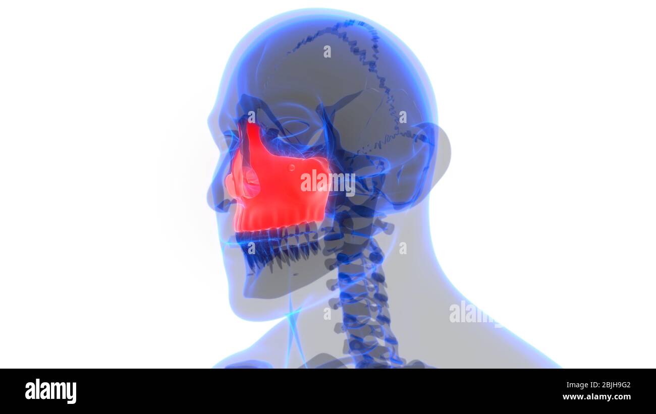 Human Skeleton System Skull Bone Joints Anatomy Stock Photo - Alamy