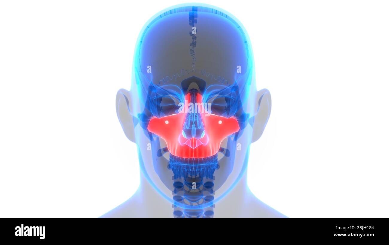 Human Skeleton System Skull Bone Joints Anatomy Stock Photo - Alamy