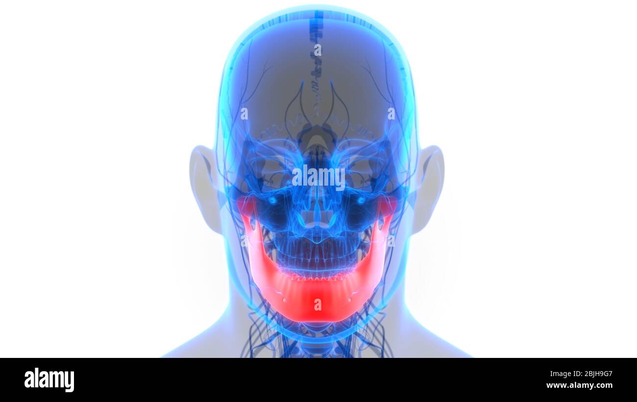 Human Skeleton System Skull Bone Joints Anatomy Stock Photo - Alamy