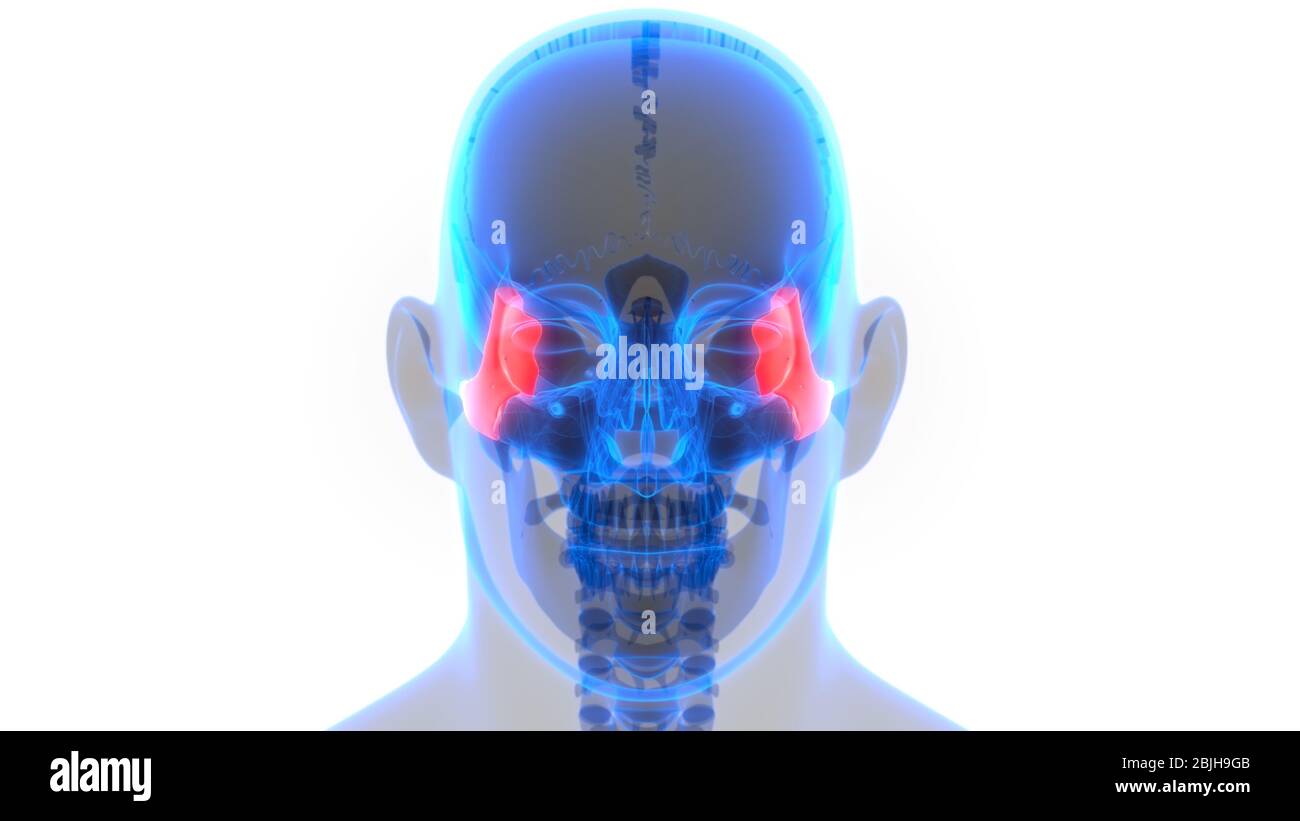 Human Skeleton System Skull Bone Joints Anatomy Stock Photo - Alamy