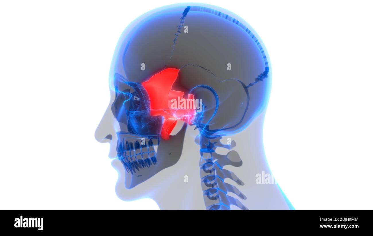 Human Skeleton System Skull Bone Joints Anatomy Stock Photo - Alamy