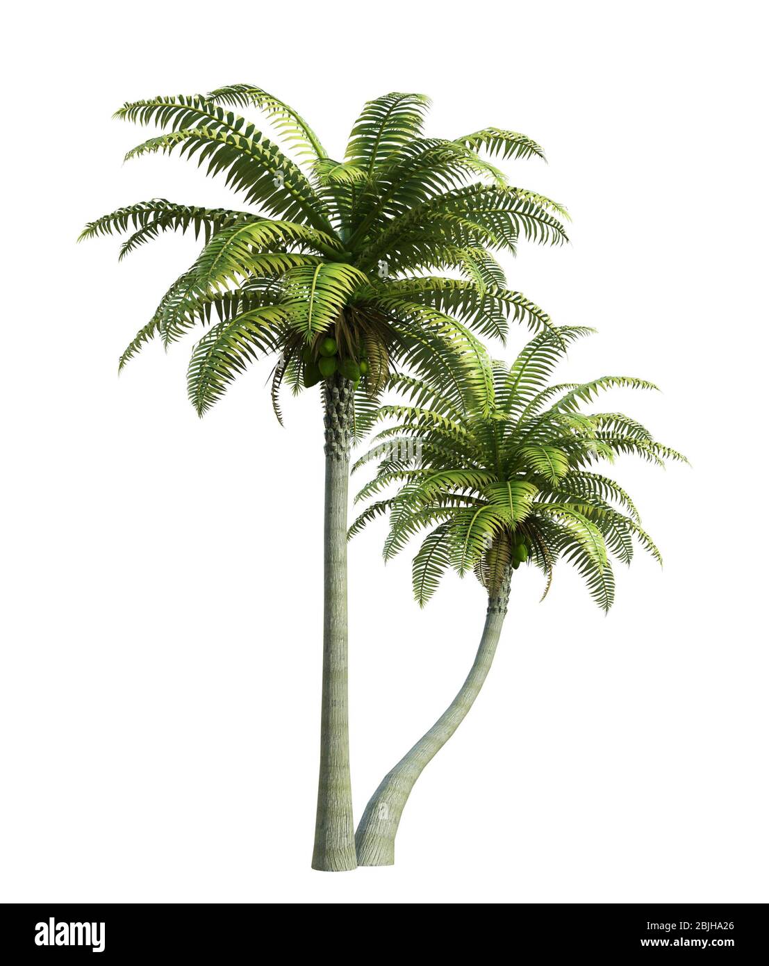 Coconut tree isolated on white,3d rendering Stock Photo - Alamy