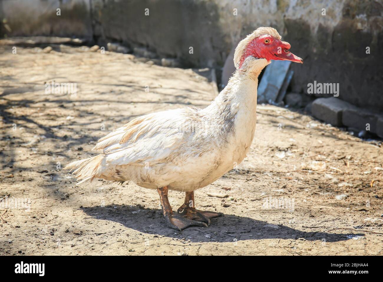 Duck in poultry yard on sunny day Stock Photo - Alamy