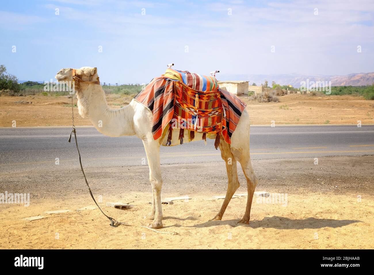 Beautiful camel in desert Stock Photo - Alamy