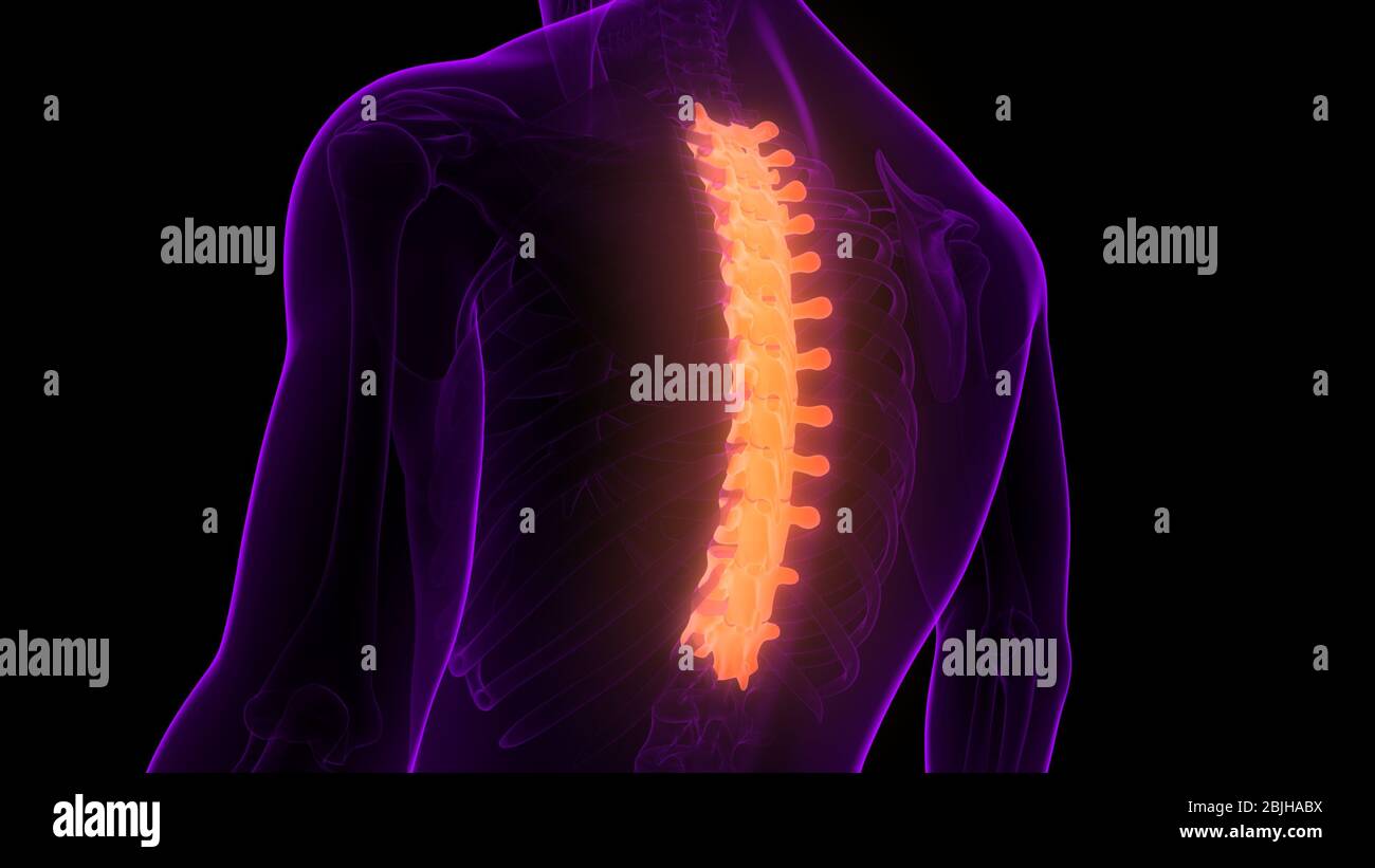 Vertebral Column Thoracic Vertebrae of Human Skeleton System Anatomy ...