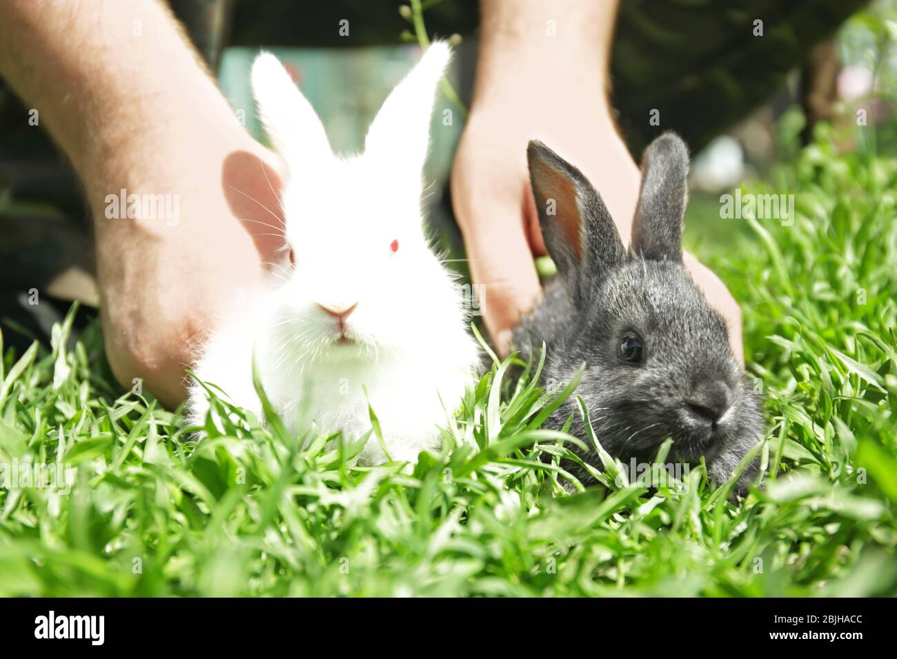 Two baby rabbits outdoors hi-res stock photography and images - Alamy