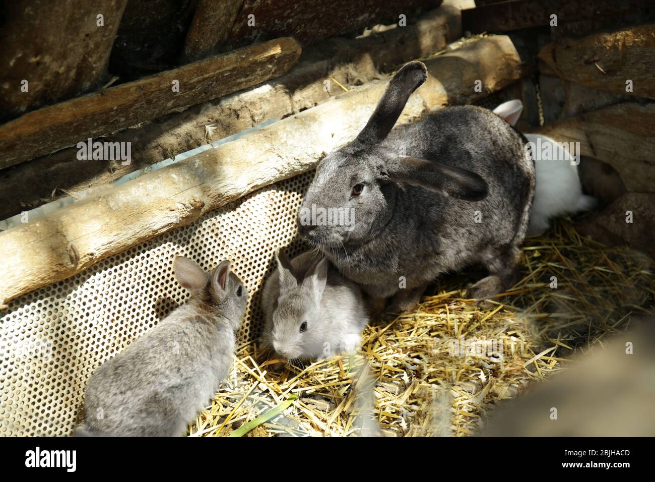 Cute rabbits on farm Stock Photo - Alamy