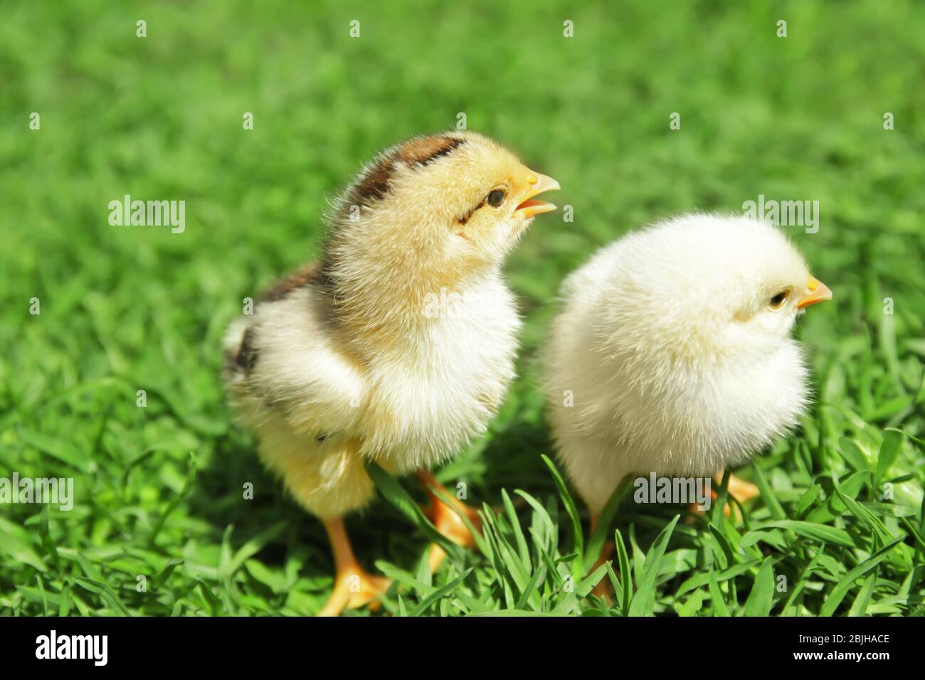 Two sweet baby chicks hi-res stock photography and images - Alamy