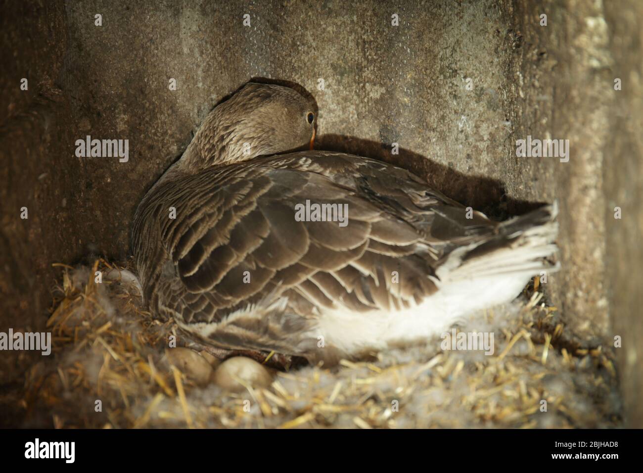Goose hatching eggs in nest Stock Photo - Alamy