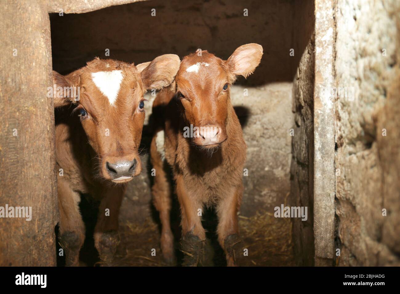 Two calves in cowshed Stock Photo - Alamy