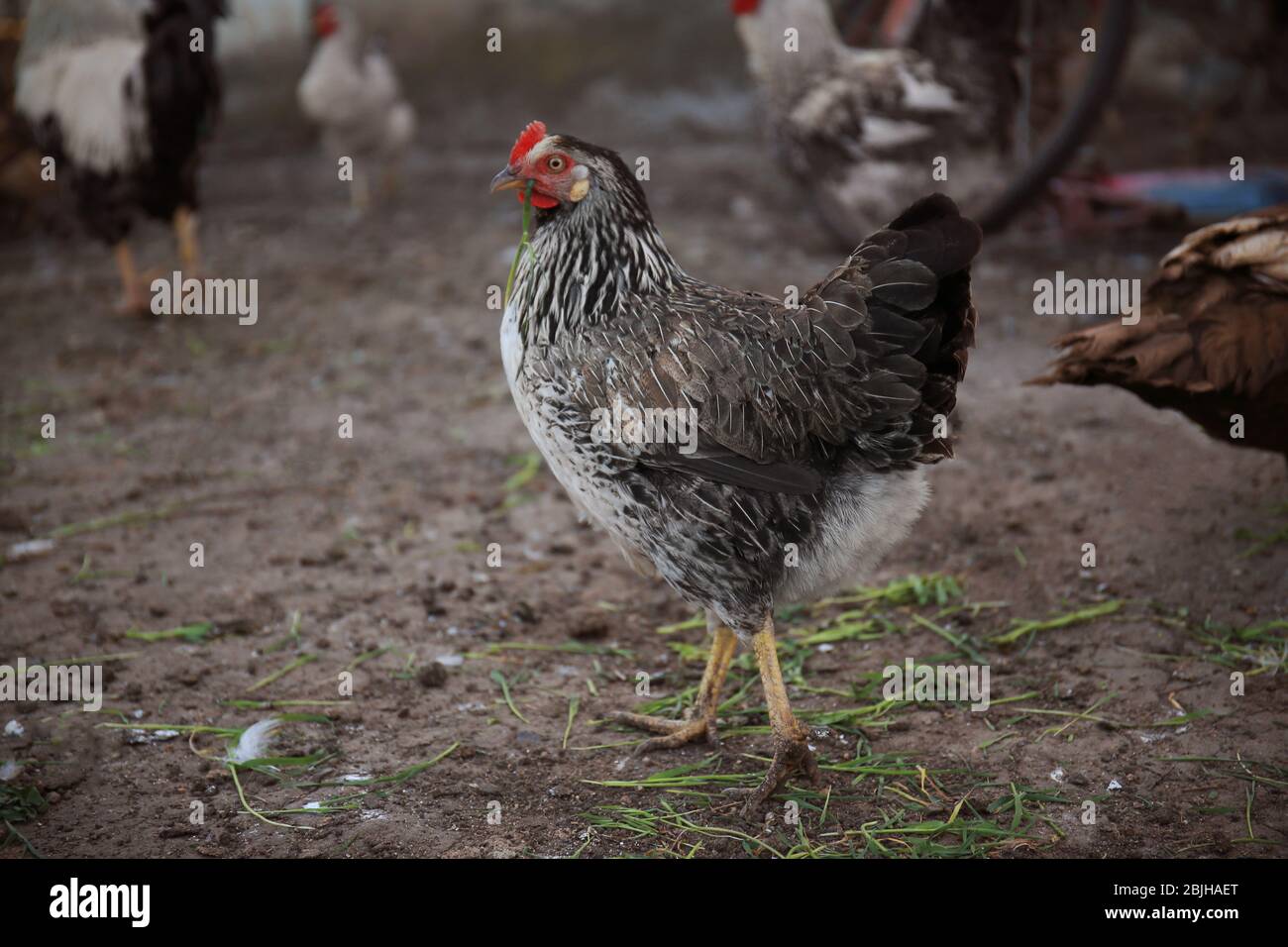Hen outdoors hi-res stock photography and images - Alamy