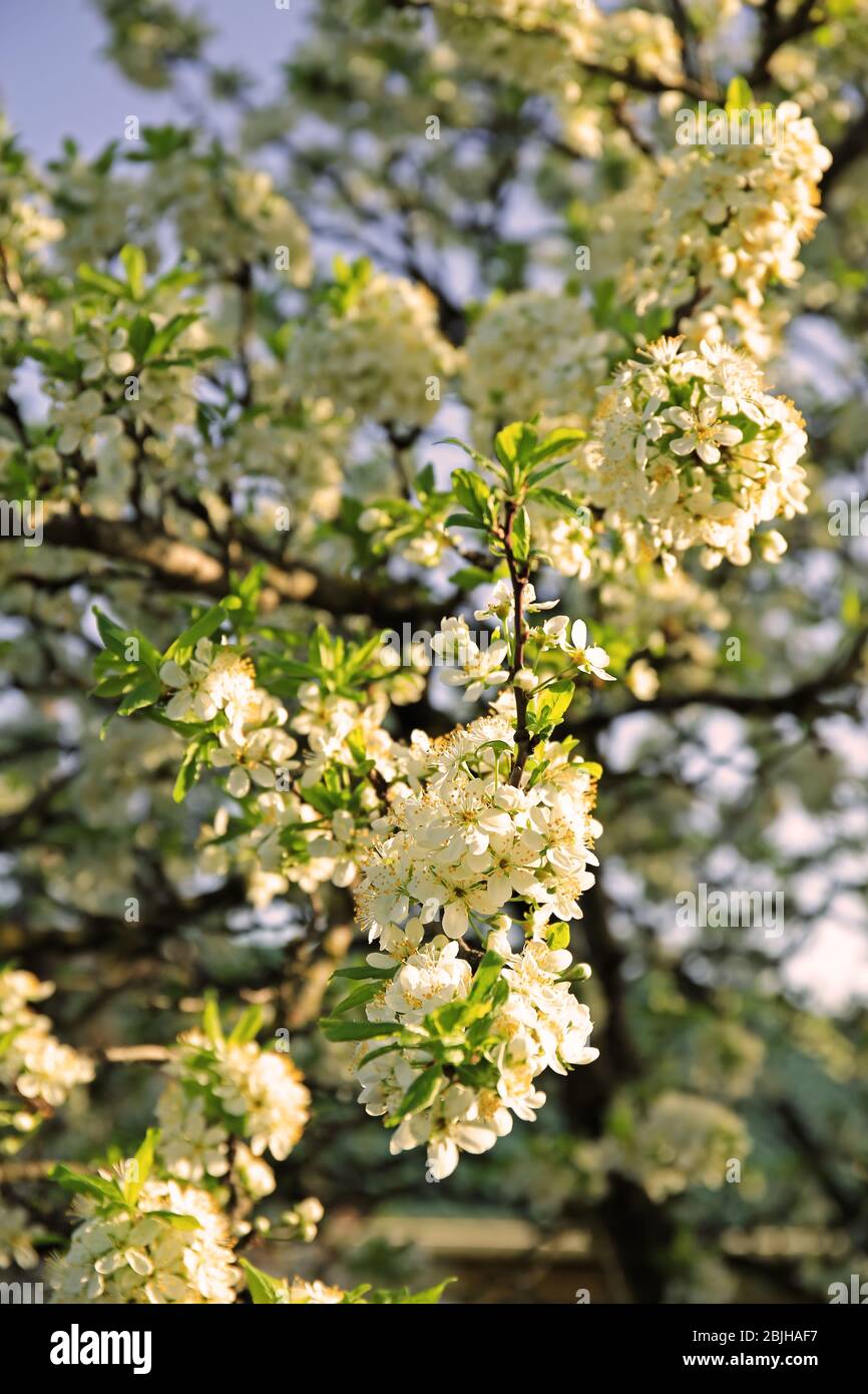 Branches of blossoming fruit tree on sunny day Stock Photo - Alamy