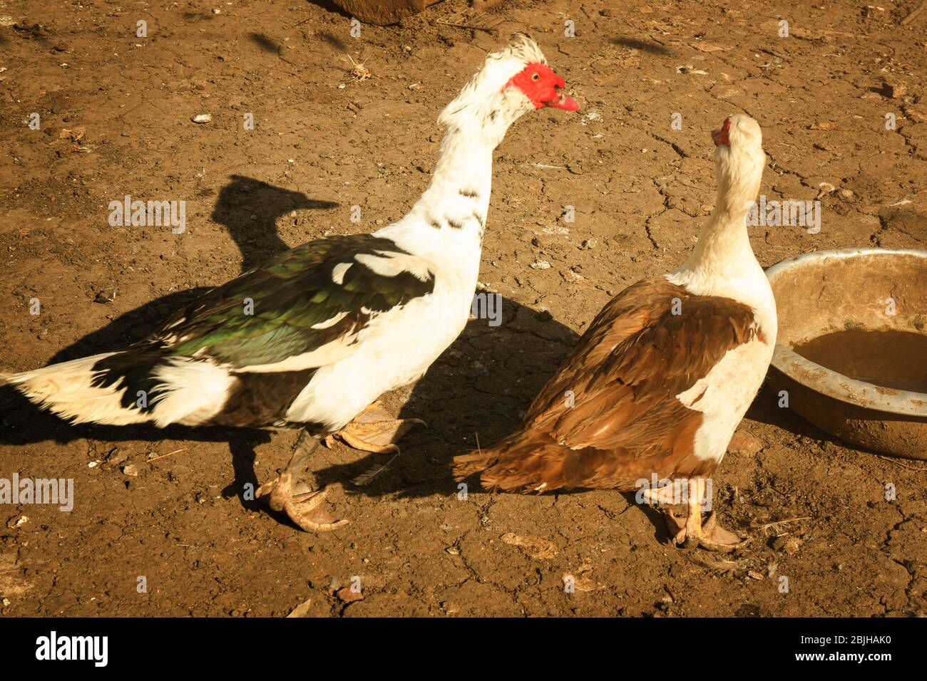 Poultry ducks in village yard hi-res stock photography and images - Alamy