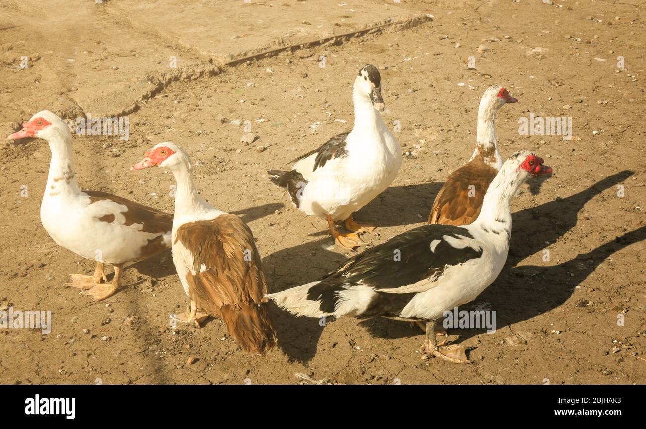 Poultry ducks in village yard hi-res stock photography and images - Alamy
