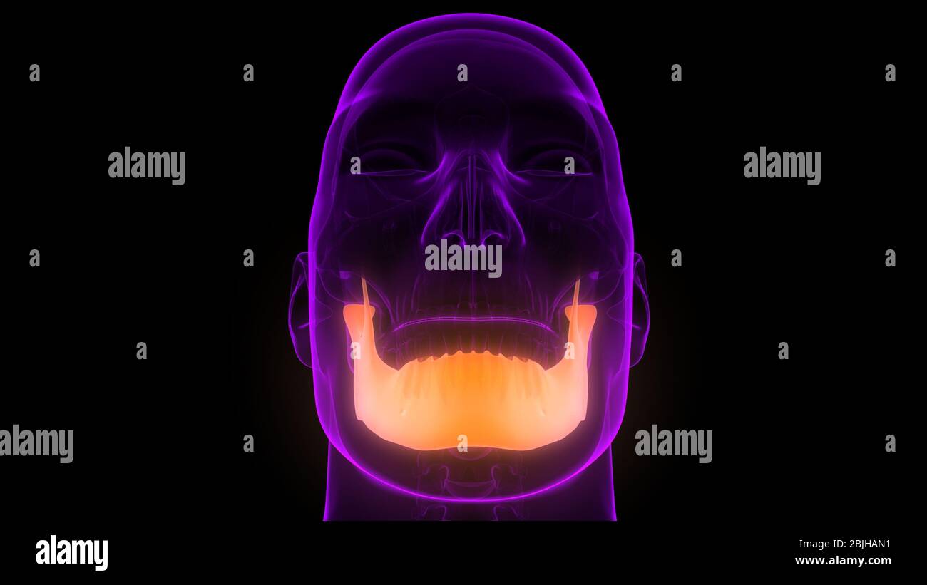 Human Skeleton System Skull Bone Joints Anatomy Stock Photo - Alamy