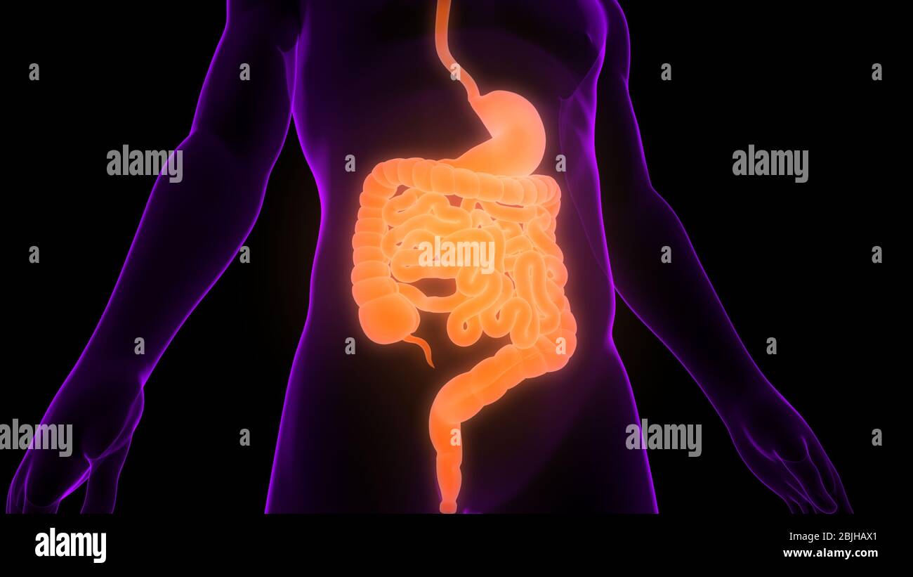 Human Digestive System Anatomy Stock Photo - Alamy