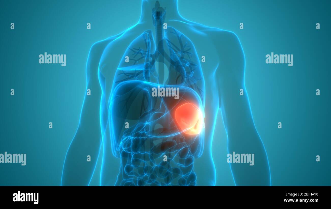 Human Internal Organ Spleen Anatomy Stock Photo - Alamy