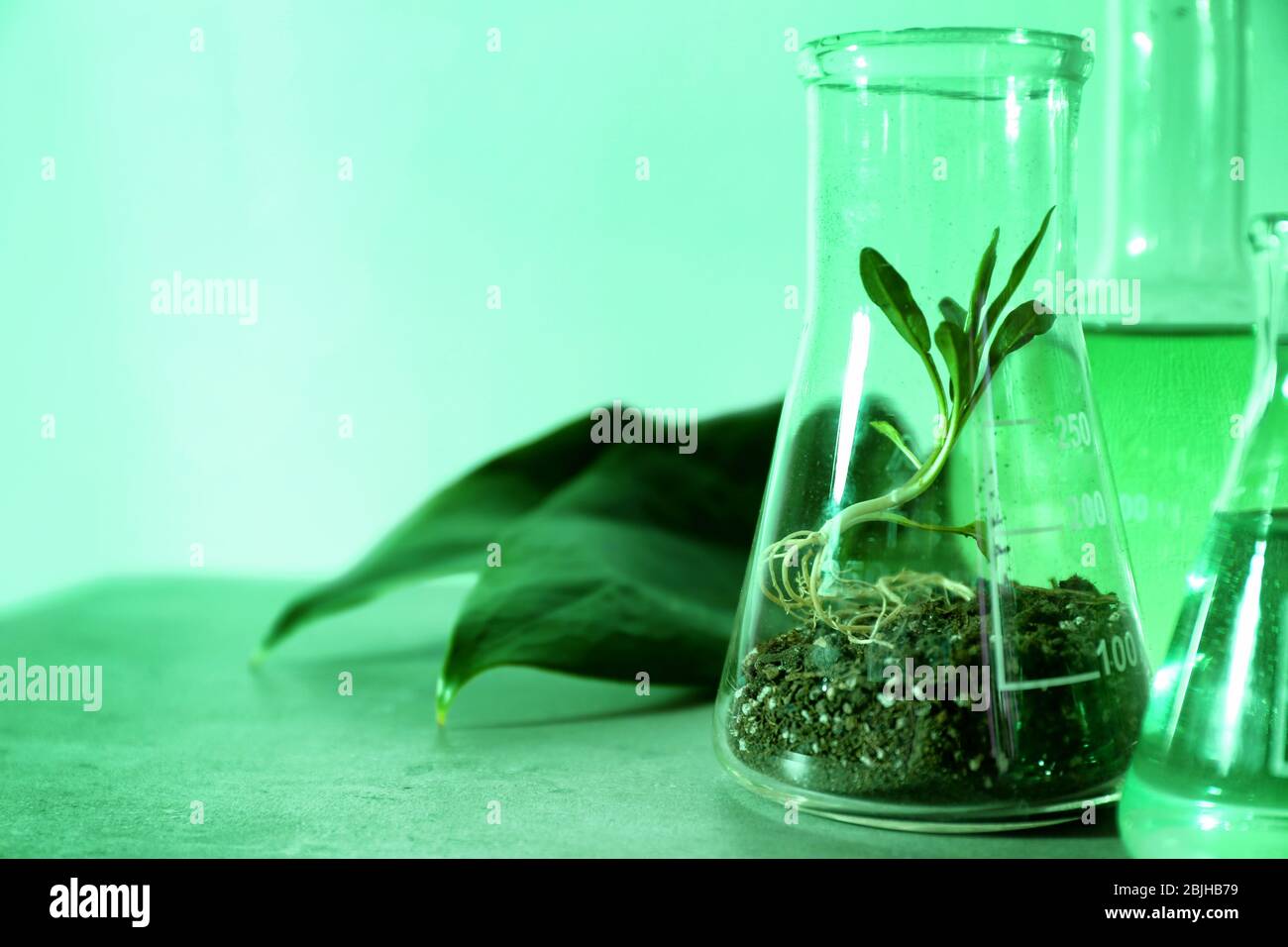 Plant in flask on table at laboratory Stock Photo - Alamy