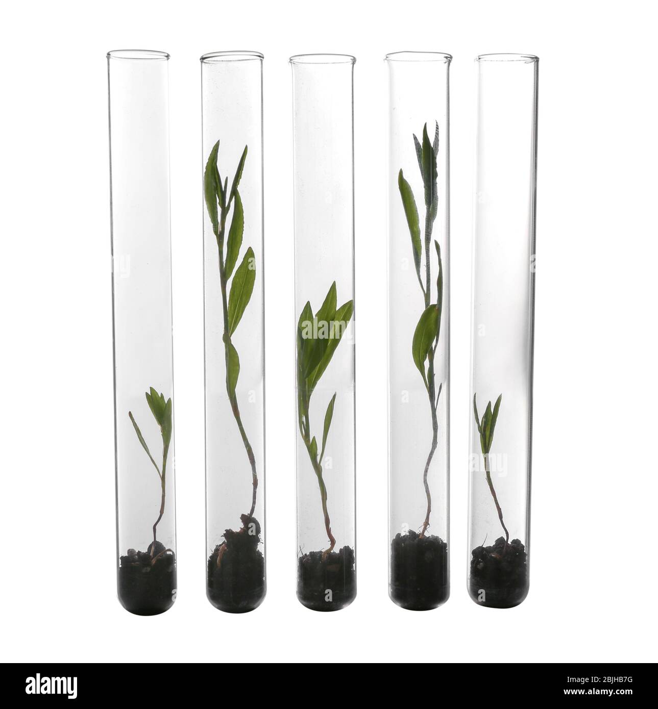 Plants in test tubes on white background Stock Photo - Alamy